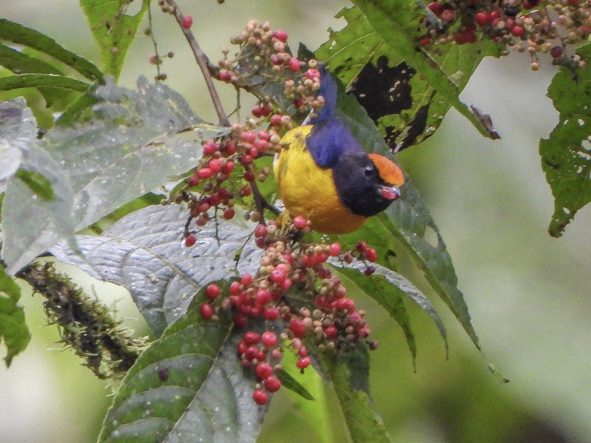 When a Finch is Not a Finch - The Howler Magazine